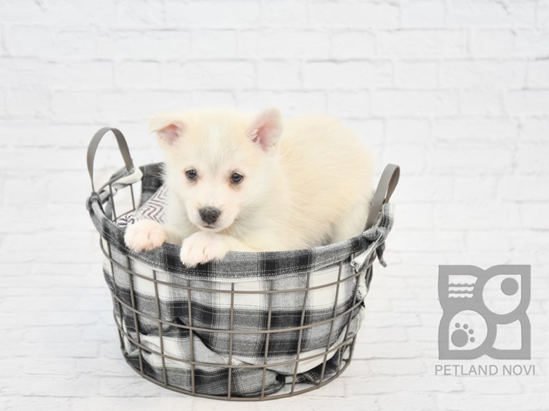 Pomsky Puppy CREAM WHT ID:32811 Located at Petland Novi, Michigan