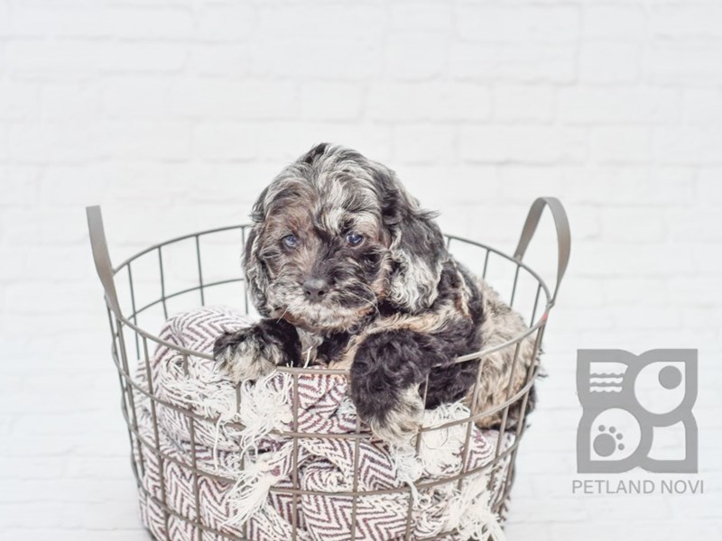 Cockapoo Puppy BLUE MERLE ID:33091 Located at Petland Novi, Michigan