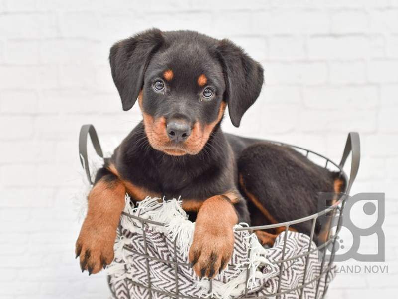 Rottweiler Puppy Black & Rust ID:33162 Located at Petland Novi, Michigan