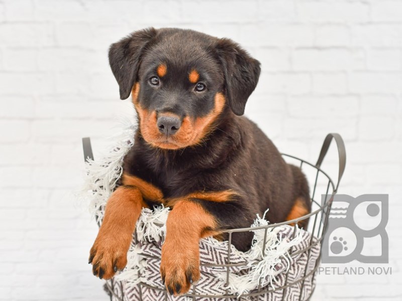 Rottweiler Puppy Black & Rust ID:33163 Located at Petland Novi, Michigan