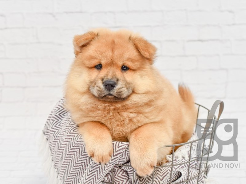 Chow Chow Puppy Cinnamon ID:33172 Located at Petland Novi, Michigan