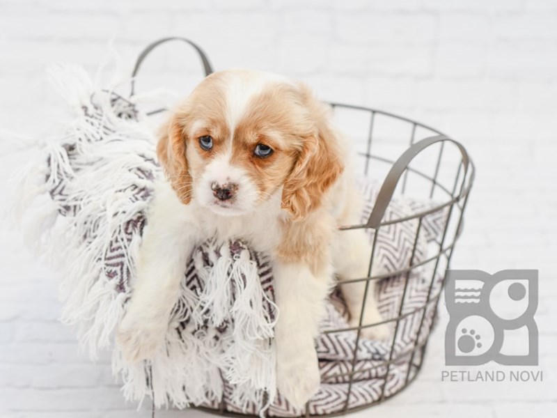 Cavapoo Puppy BROWN WHITE ID:33348 Located at Petland Novi, Michigan