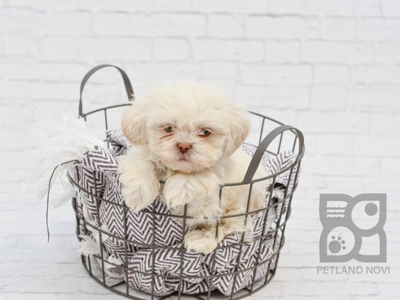 Teddy Bear Puppy CREAM WHITE ID:33398 Located at Petland Novi, Michigan