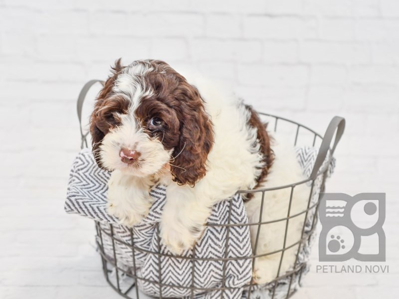 Cockapoo Puppy Chocolate & White ID:34645 Located at Petland Novi, Michigan