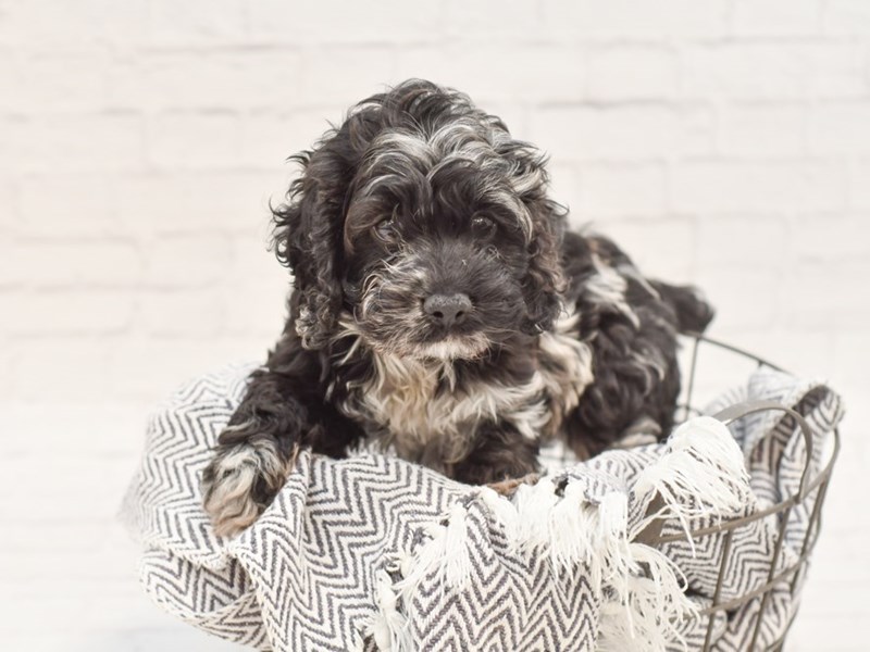 Cockapoo-DOG-Male-BLUE MERLE-3505158-Petland Novi, Michigan
