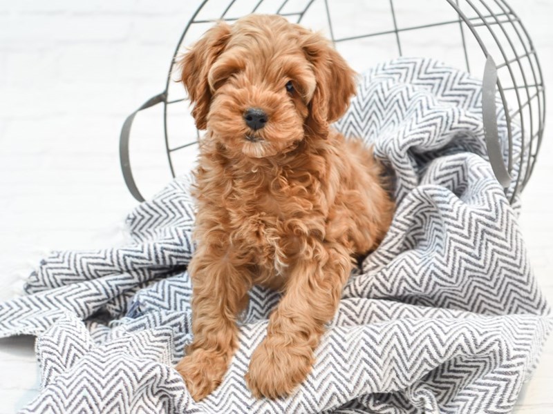 Cockapoo Puppy Red ID:35257 Located at Petland Novi, Michigan