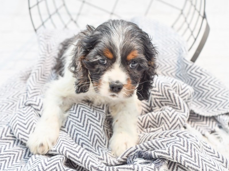 Cocker Spaniel Puppy Blue Merle, Parti ID:35351 Located at Petland Novi ...