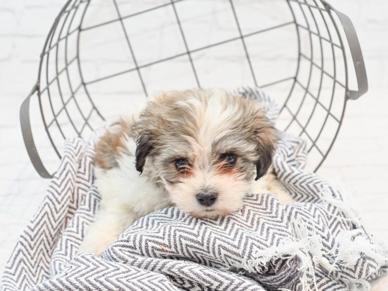Teddy Bear Puppy Cream ID:35363 Located at Petland Novi, Michigan