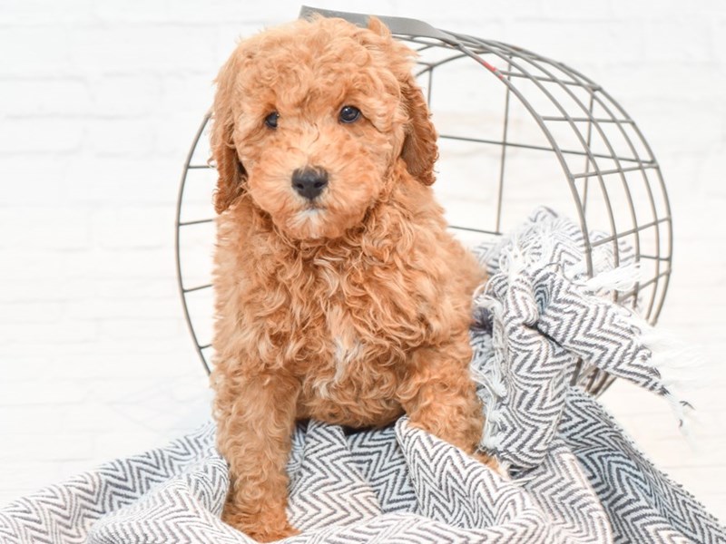 Poodle Puppy Apricot ID:35383 Located at Petland Novi, Michigan