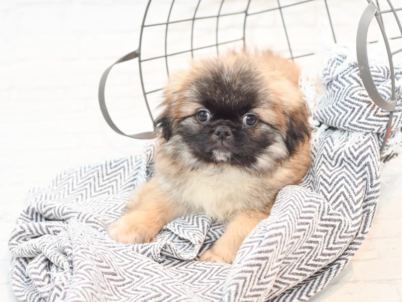 Pekingese Puppy Sable ID:35460 Located at Petland Novi, Michigan