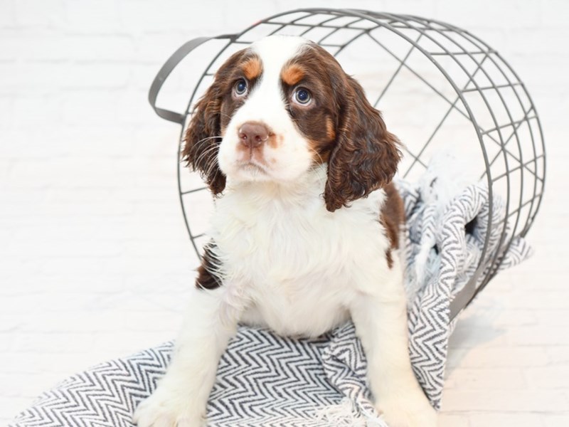 English Springer Spaniel | Petland Novi, Michigan