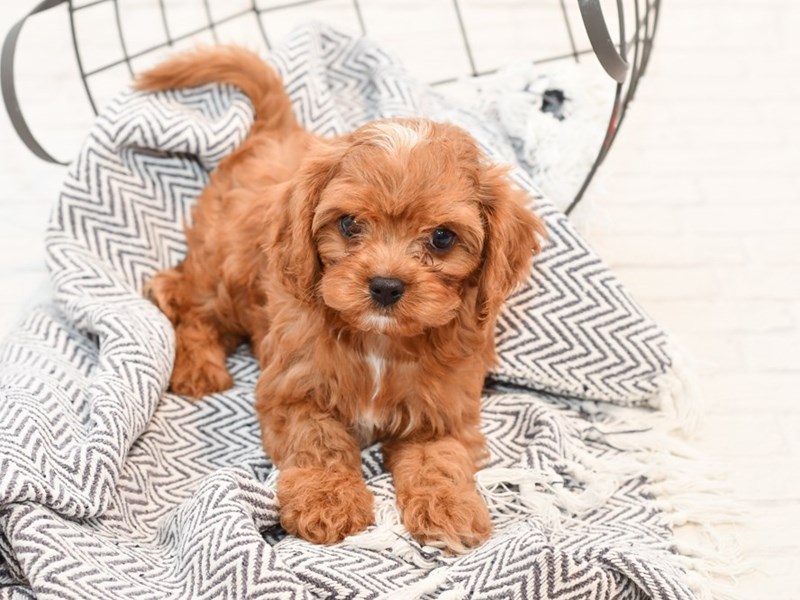 Cavapoo Puppy Ruby ID:35565 Located at Petland Novi, Michigan