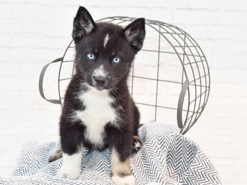 Pomsky Puppy Black ID:35613 Located at Petland Novi, Michigan