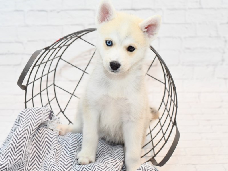 Pomsky Puppy Silver & Red ID:35614 Located at Petland Novi, Michigan