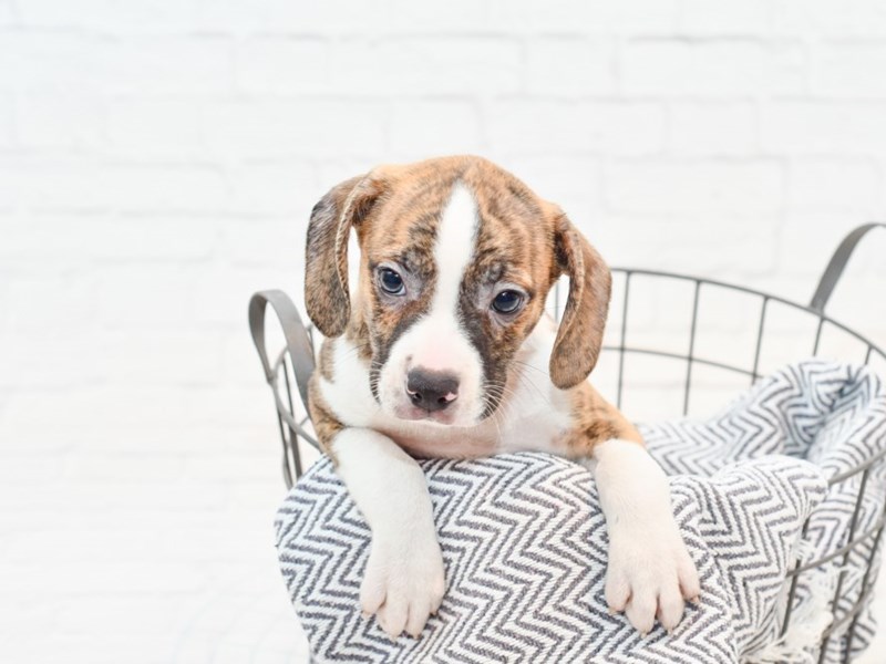 Boggle Puppy Brindle / White ID:35618 Located at Petland Novi, Michigan