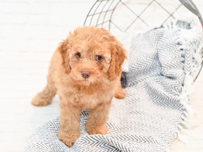 Cockapoo Puppy Cream Red ID:35629 Located at Petland Novi, Michigan