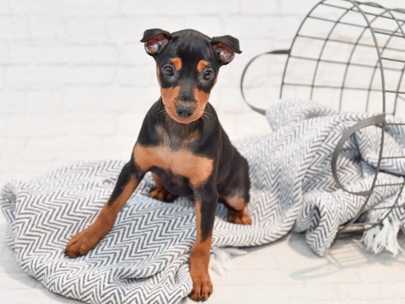 Miniature Pinscher Puppy Black & Tan ID:35693 Located at Petland Novi ...