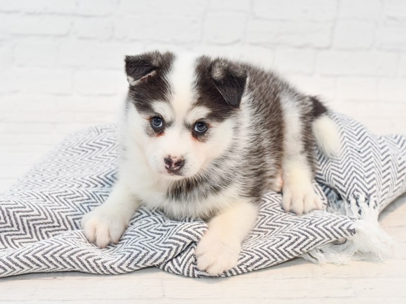 Pomsky Puppy Black & White ID:35727 Located at Petland Novi, Michigan