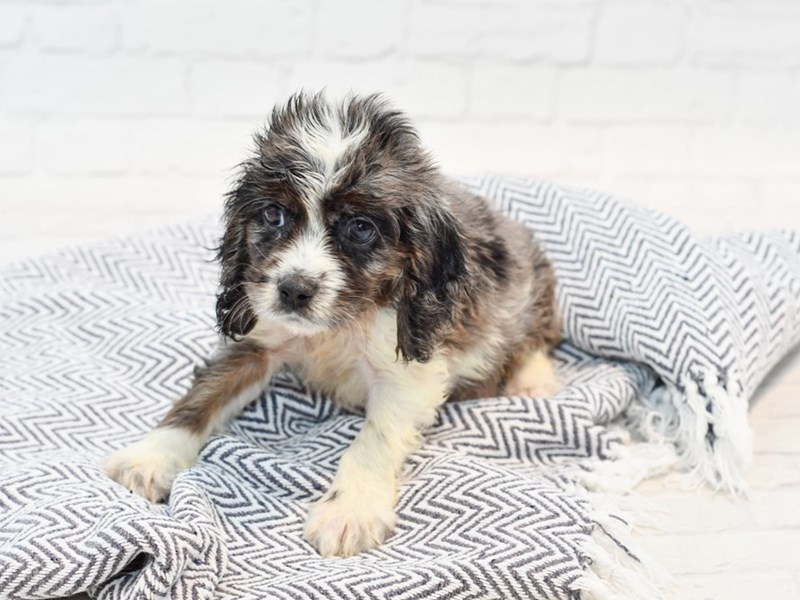 Cocker Spaniel Puppy Blue Merle, Parti ID:35731 Located at Petland Novi ...