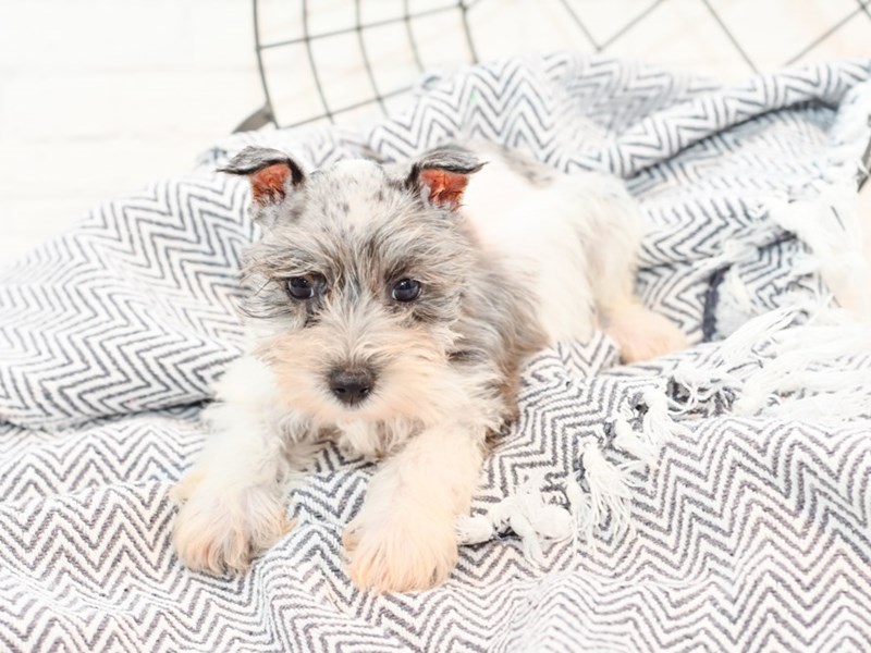 Miniature Schnauzer Puppy Blue Merle ID:35813 Located at Petland Novi ...