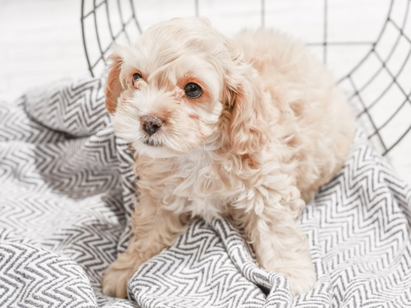 Cockapoo Puppy Cream ID:35842 Located at Petland Novi, Michigan