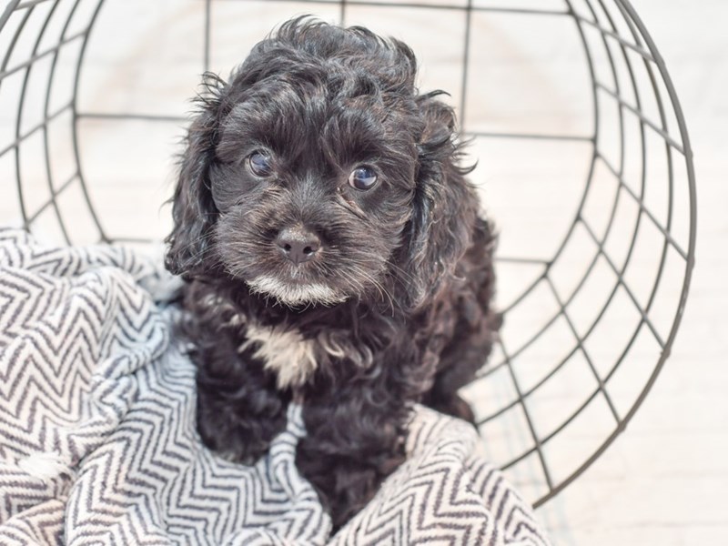 Cockapoo Puppy Black ID:35843 Located at Petland Novi, Michigan