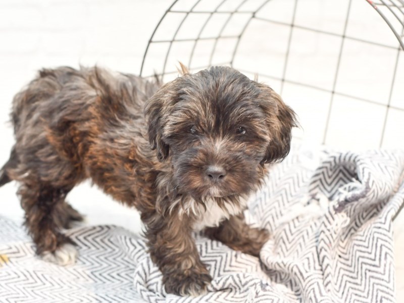 Shih Poo Puppy Brown / White ID:35874 Located at Petland Novi, Michigan