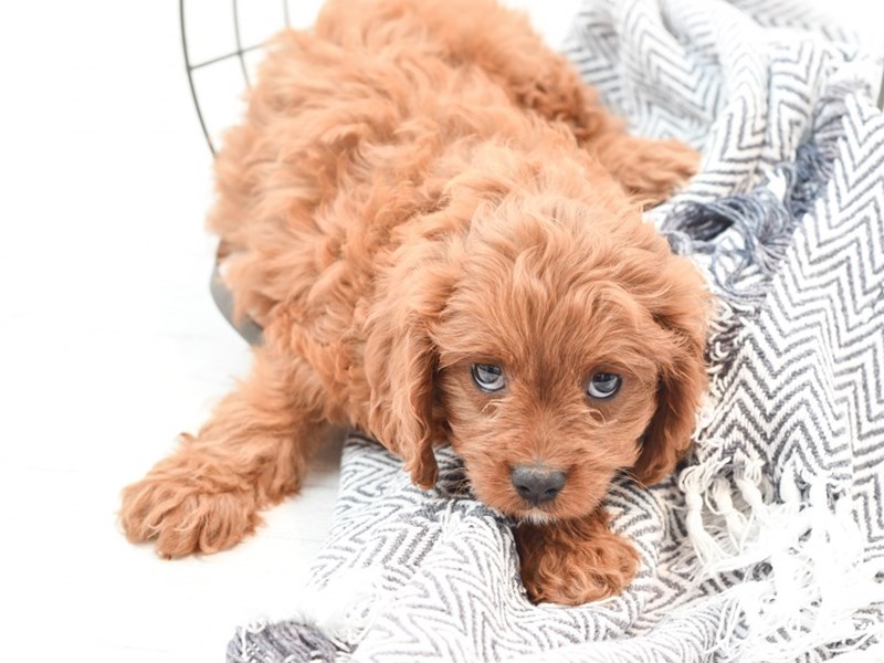 Cavapoo Puppy Ruby ID:35915 Located at Petland Novi, Michigan