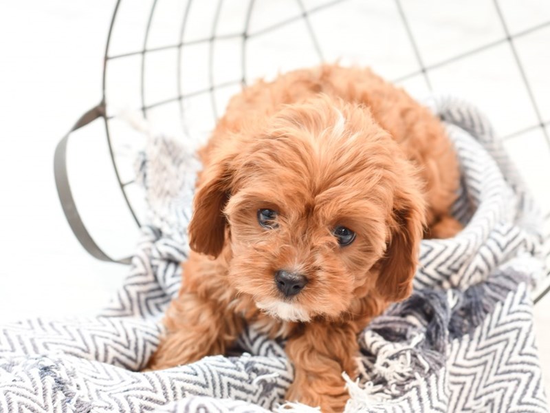 Cavapoo Puppy Ruby ID:35916 Located at Petland Novi, Michigan