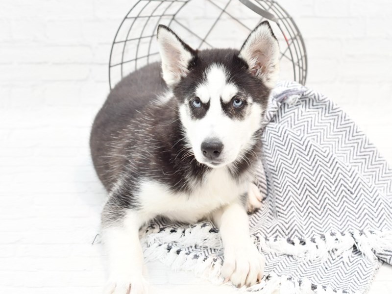 Siberian Husky Puppy Black / White ID:35919 Located at Petland Novi ...