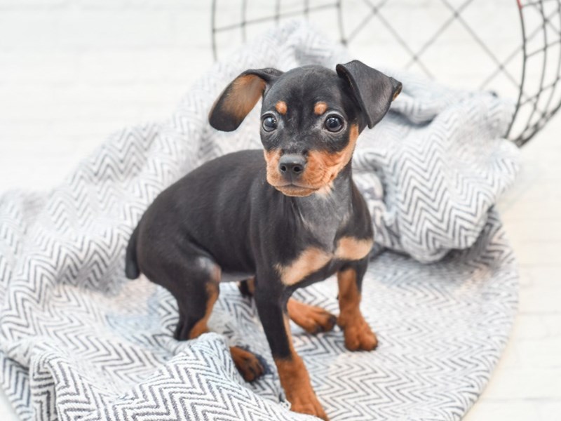Miniature Pinscher Puppy Black & Tan ID:36007 Located at Petland Novi ...