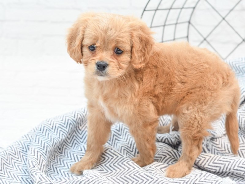 Cavachon Puppy Red ID:36048 Located at Petland Novi, Michigan