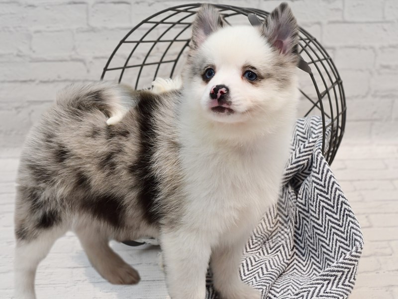 Pomsky Small Animal Sable / White ID:36892 Located at Petland Novi ...