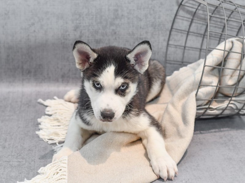 Siberian Husky | Petland Novi, Michigan
