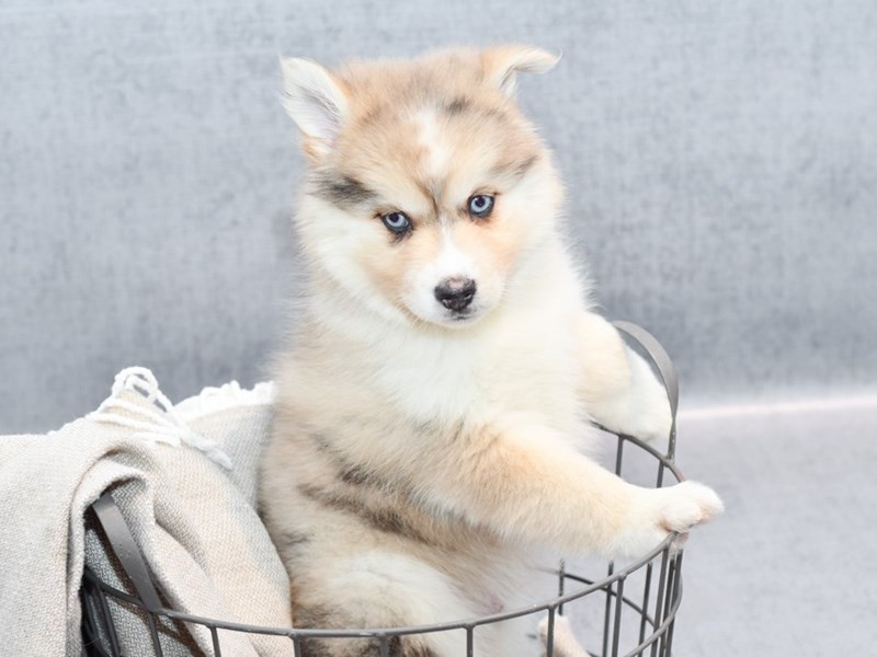 Pomsky Small Animal Sable / White ID:36892 Located at Petland Novi ...