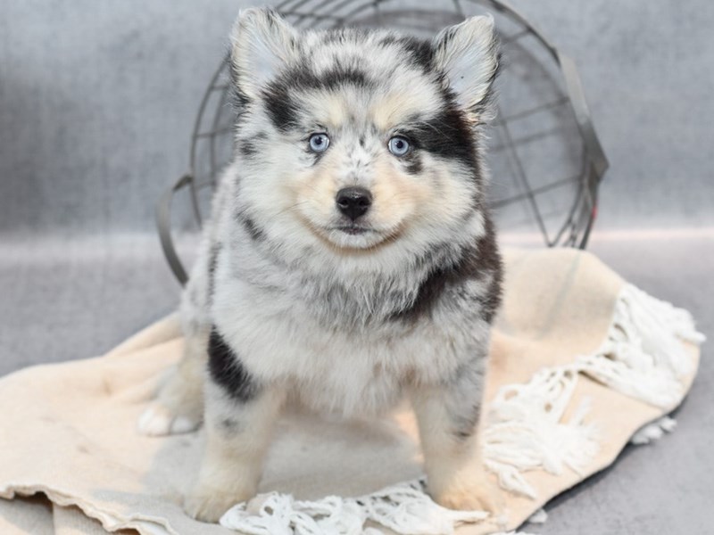 Pomsky Small Animal Sable / White ID:36892 Located at Petland Novi ...