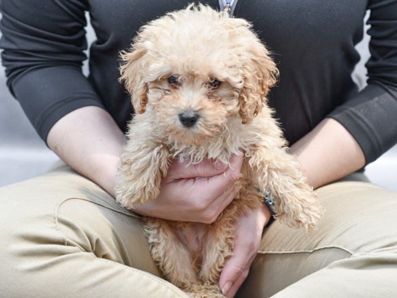 Toy Poodle Puppy Chocolate Merle ID:35646 Located at Petland Novi, Michigan