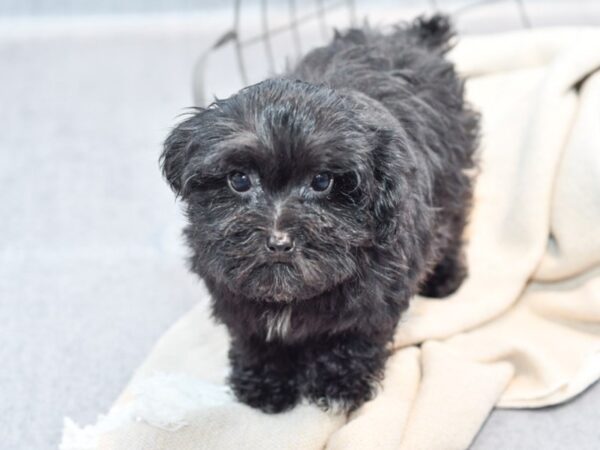 Havapoo-Dog-Female-Choc & White-4155611-Petland Novi, Michigan