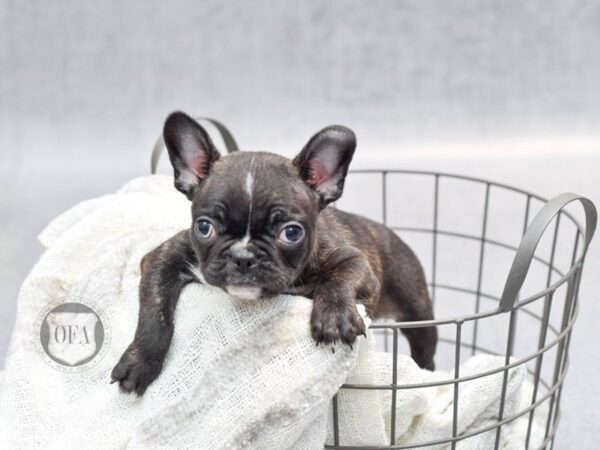 Frenchton-Dog-Male-Black-4185987-Petland Novi, Michigan