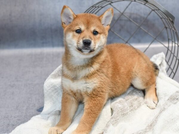 Shiba Inu-DOG-Female-Red Seseme & White-3858279-Petland Novi, Michigan