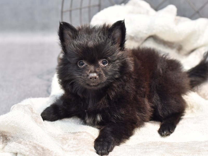 Black Pomchi Puppies