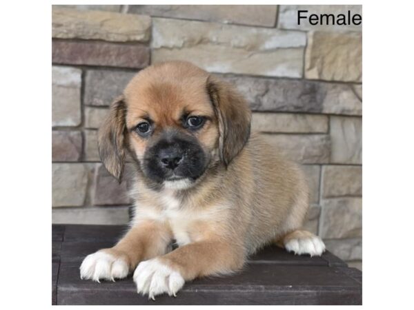 Puggle-DOG-Female-Cream-3631049-Petland Novi, Michigan