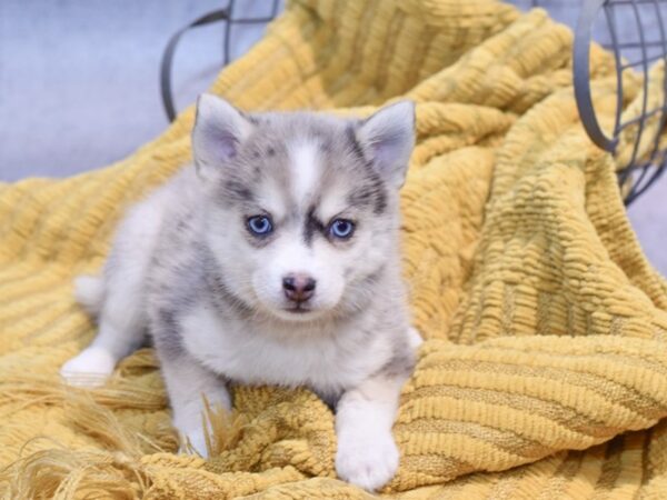 Pomsky-DOG-Male-Blue Merle-3824336-Petland Novi, Michigan