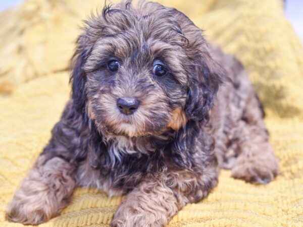 Havapoo-DOG-Male-RED-3394800-Petland Novi, Michigan