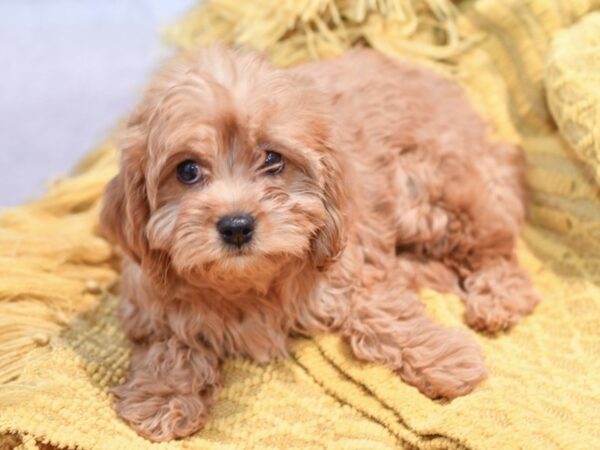 Cavapoo Puppy Red ID:35700 Located at Petland Novi, Michigan