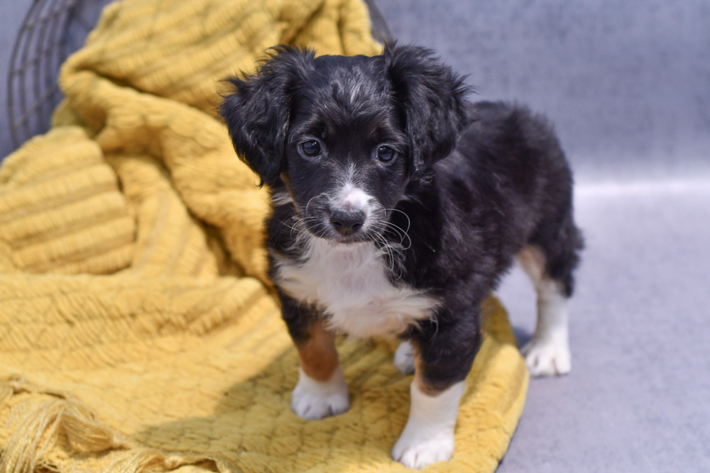 New Arrivals Puppies - Petland Novi, Michigan