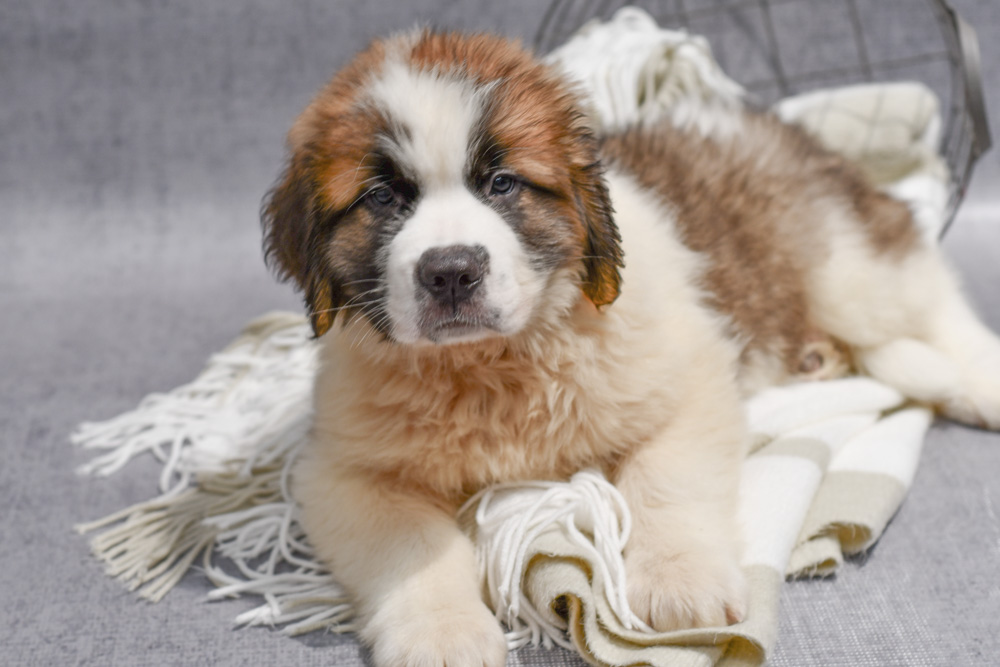 New Arrivals Puppies - Petland Novi, Michigan