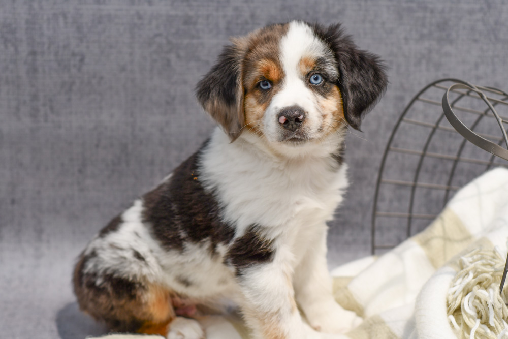 New Arrivals Puppies - Petland Novi, Michigan