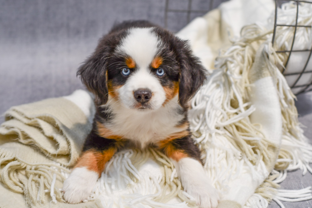 New Arrivals Puppies - Petland Novi, Michigan
