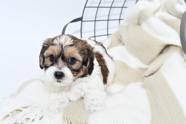 Daisy Dog Puppy BLK WH ID:34336 Located at Petland Novi, Michigan